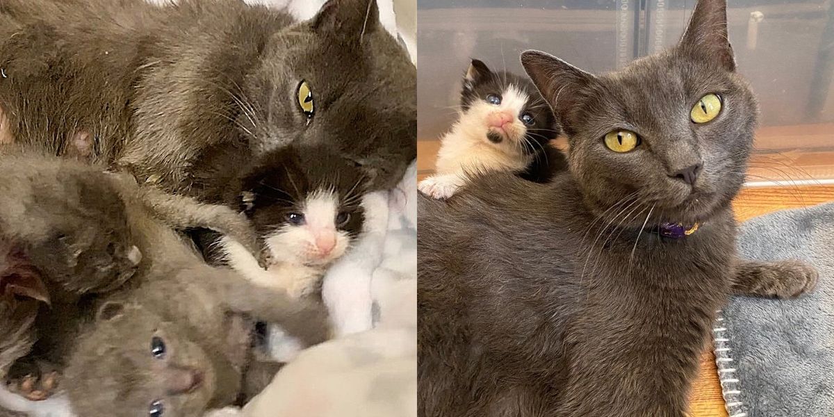 Cat is Relieved When a Dog Offers to Help Care for Her Six Kittens ...