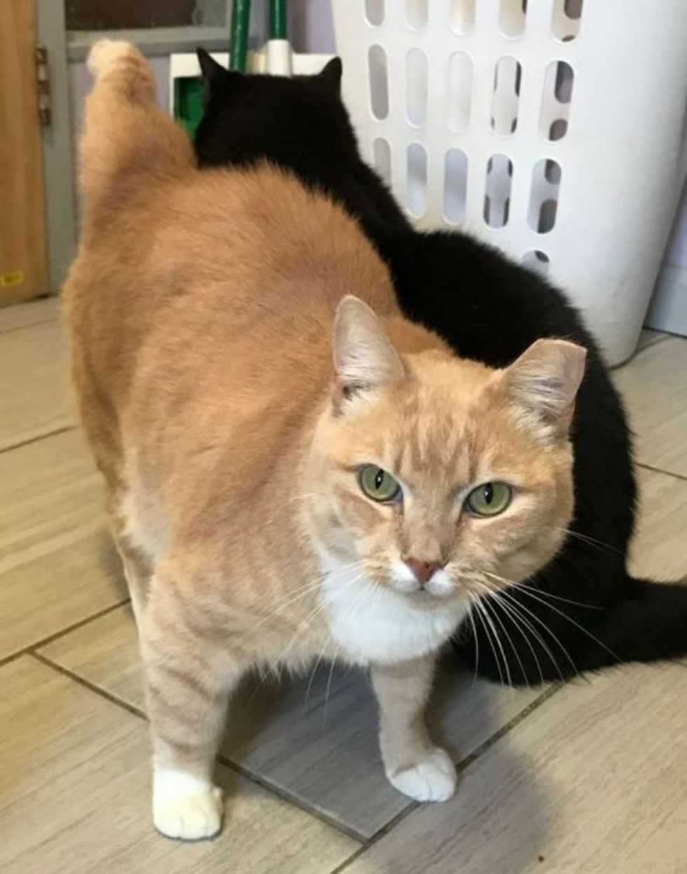 Cat Tries His Hardest to Get People to Notice Him After Waiting Almost ...