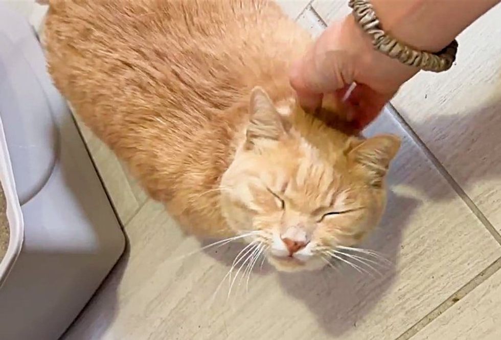 Cat Tries His Hardest to Get People to Notice Him After Waiting Almost ...