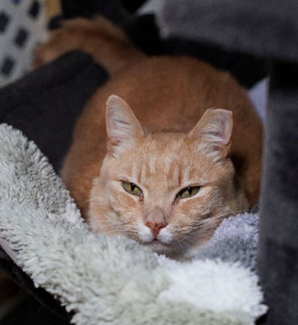 Cat Tries His Hardest to Get People to Notice Him After Waiting Almost ...