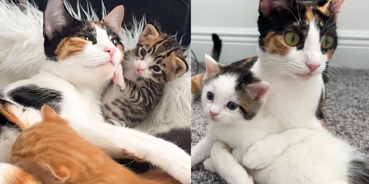 Cat Lay on Top of Kittens to Protect Them, Turned So Affectionate When ...