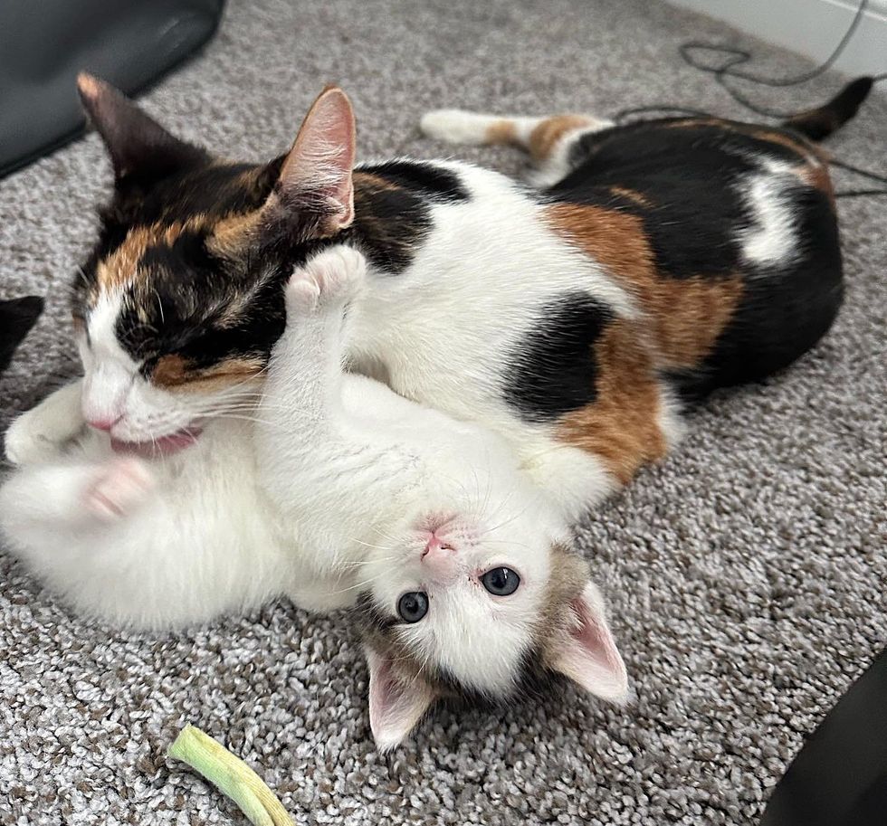 Cat Lay on Top of Kittens to Protect Them, Turned So Affectionate When ...