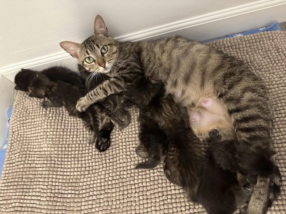 Cat with 6 Kittens Moves into Home Environment after 10 Days in Shelter ...