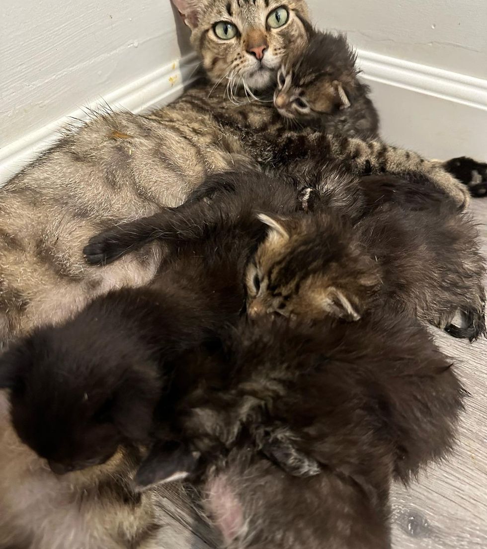 Cat with 6 Kittens Moves into Home Environment after 10 Days in Shelter ...