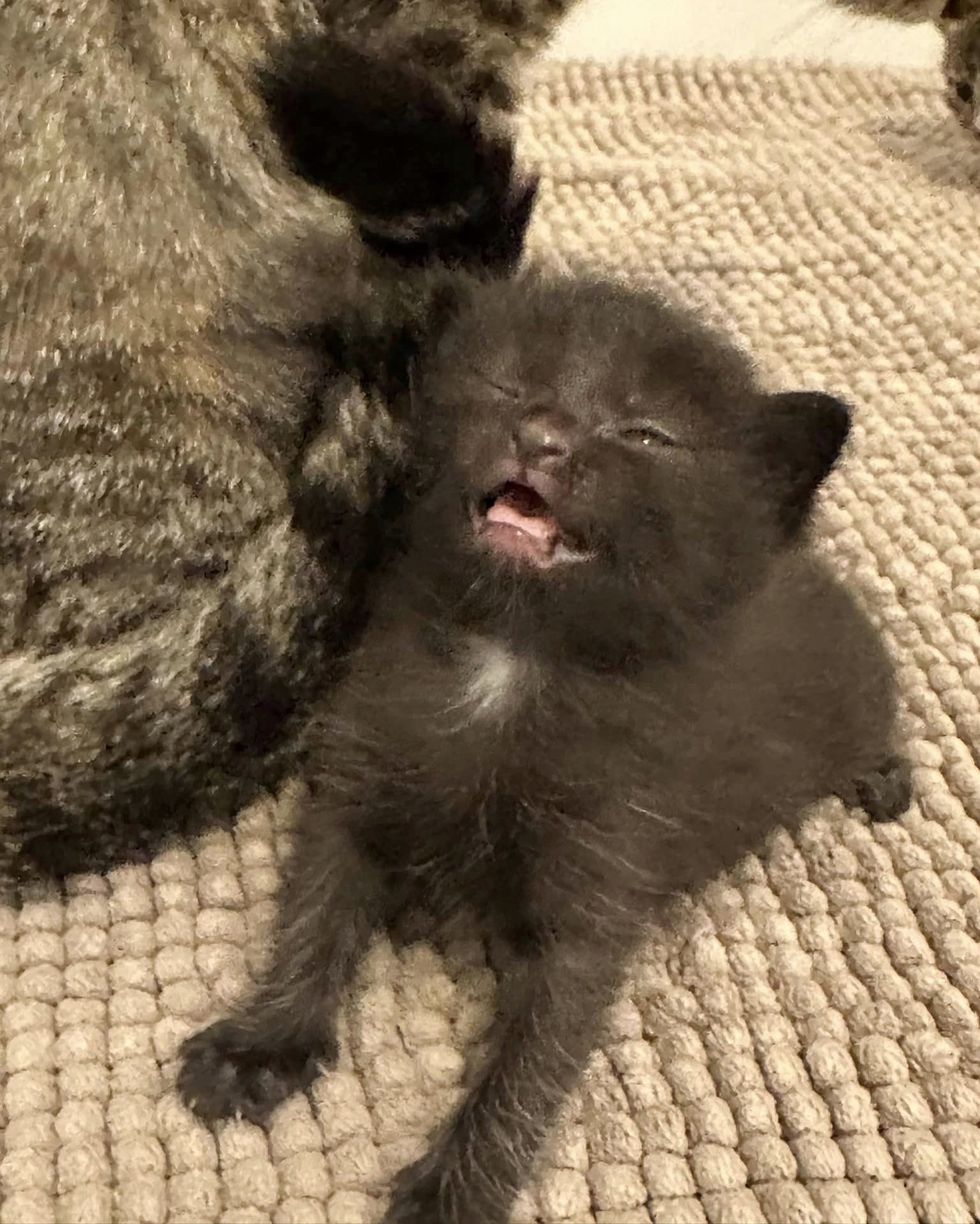 Cat with 6 Kittens Moves into Home Environment after 10 Days in Shelter ...