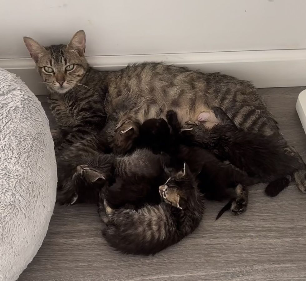 Cat with 6 Kittens Moves into Home Environment after 10 Days in Shelter ...
