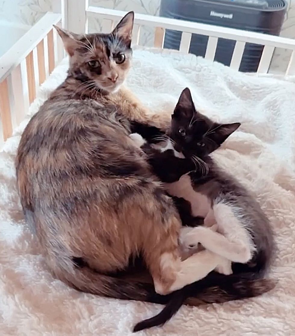 Cat Took Lonely Kitten in As Her Own, 16 Weeks Later They Got Their ...