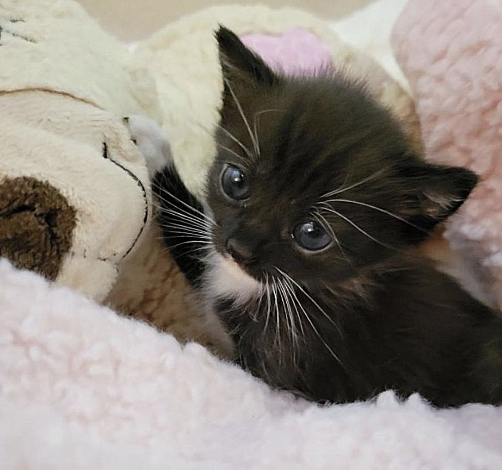 Cat Took Lonely Kitten in As Her Own, 16 Weeks Later They Got Their ...