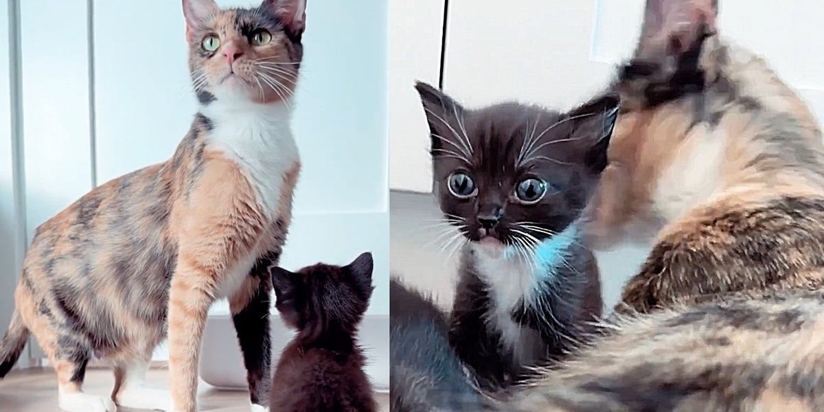 Cat Took Lonely Kitten in As Her Own, 16 Weeks Later They Got Their ...