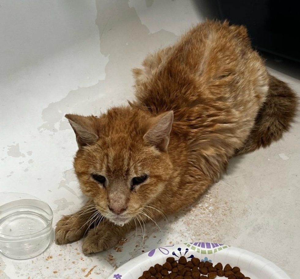 Cat Found on Stairs in Apartment Building by Kind Neighbor, 2 Weeks ...