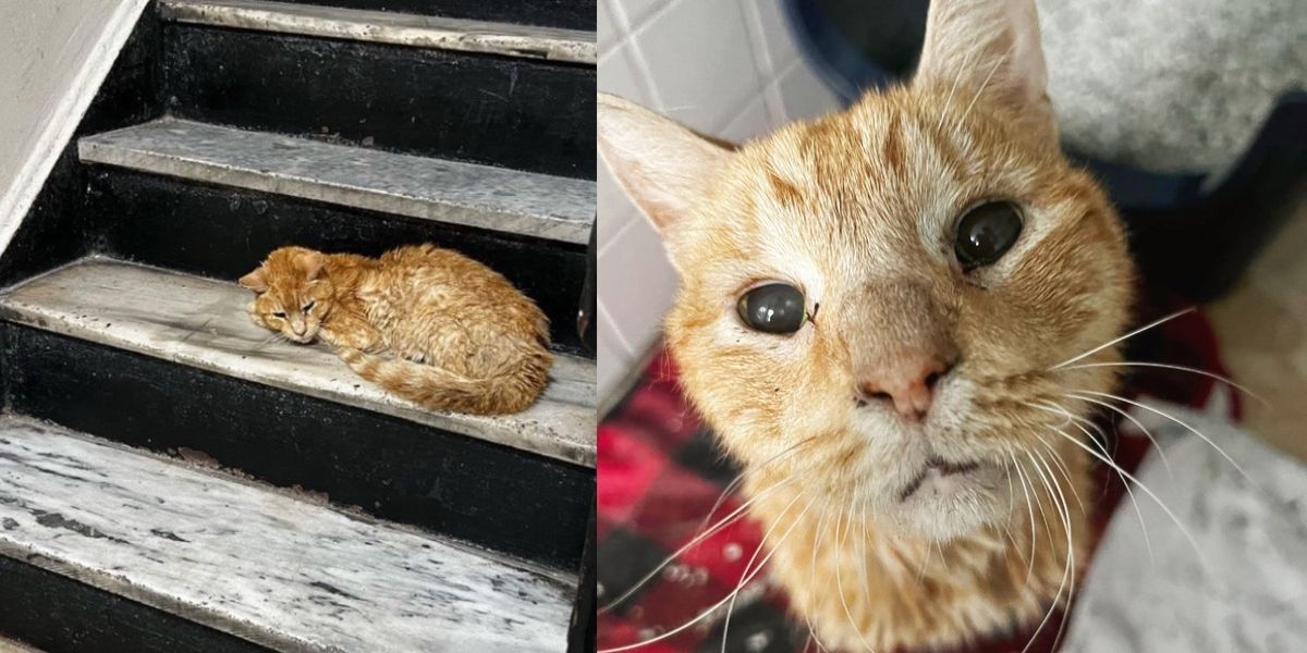Cat Found on Stairs in Apartment Building by Kind Neighbor, 2 Weeks ...