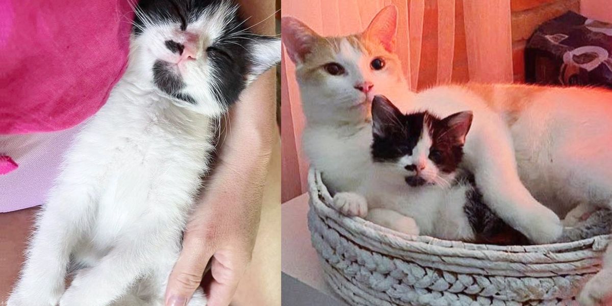 Kitten Tried to 'Hug' Himself When Found Next to a House, Now Gives ...
