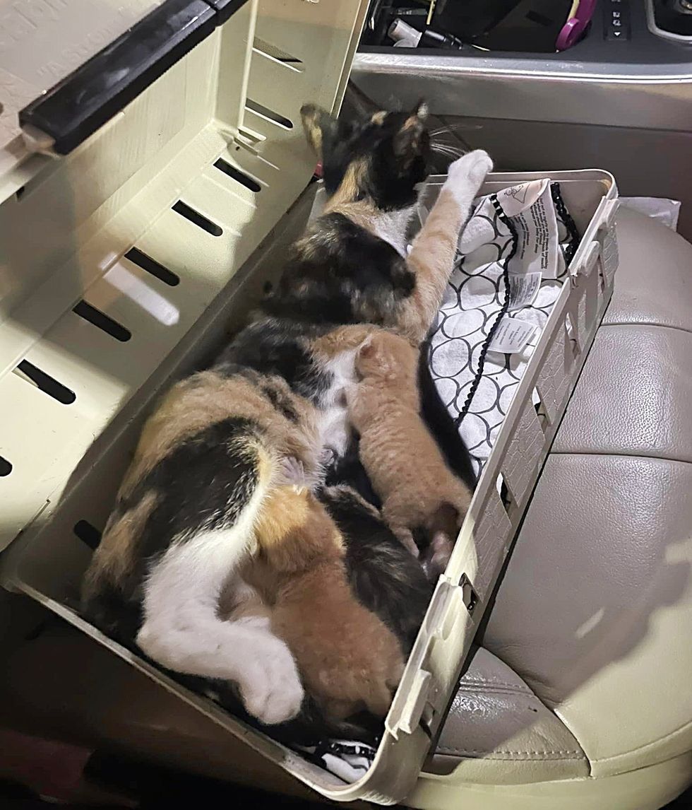 Cat Stumbles Upon Kind Person at Gas Station and Leads Her to Where She ...