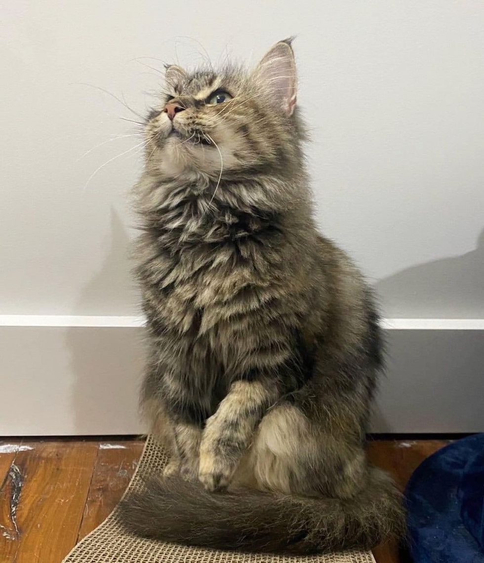 Cat Taken Out of Kennel with Kittens and Given Safe Place, She Truly ...