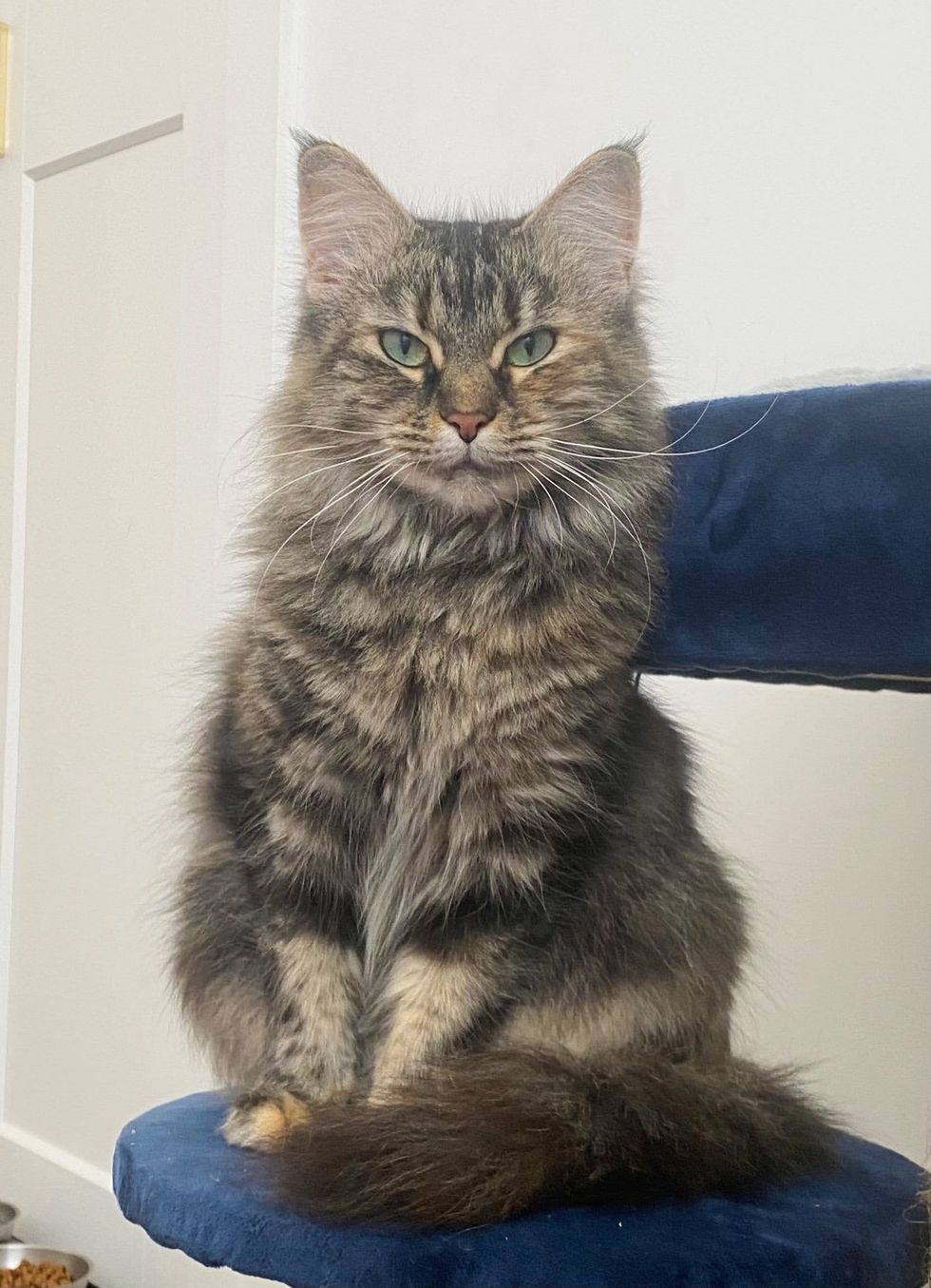 Cat Taken Out of Kennel with Kittens and Given Safe Place, She Truly ...