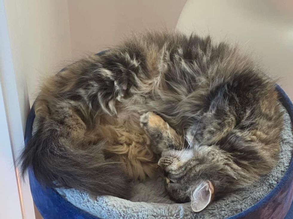 Cat Taken Out of Kennel with Kittens and Given Safe Place, She Truly ...
