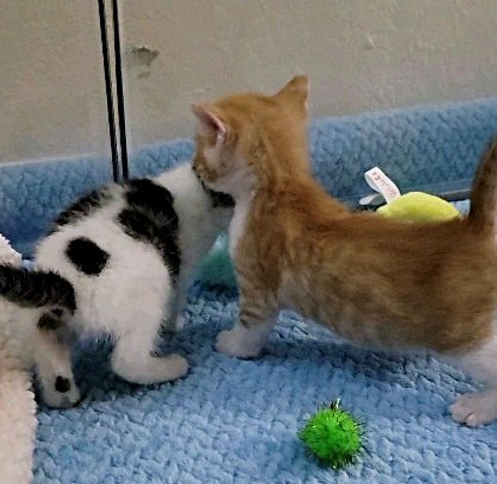 Kitten Gets His Leg Fixed Then Goes on to Find Another Kitten Who Makes ...