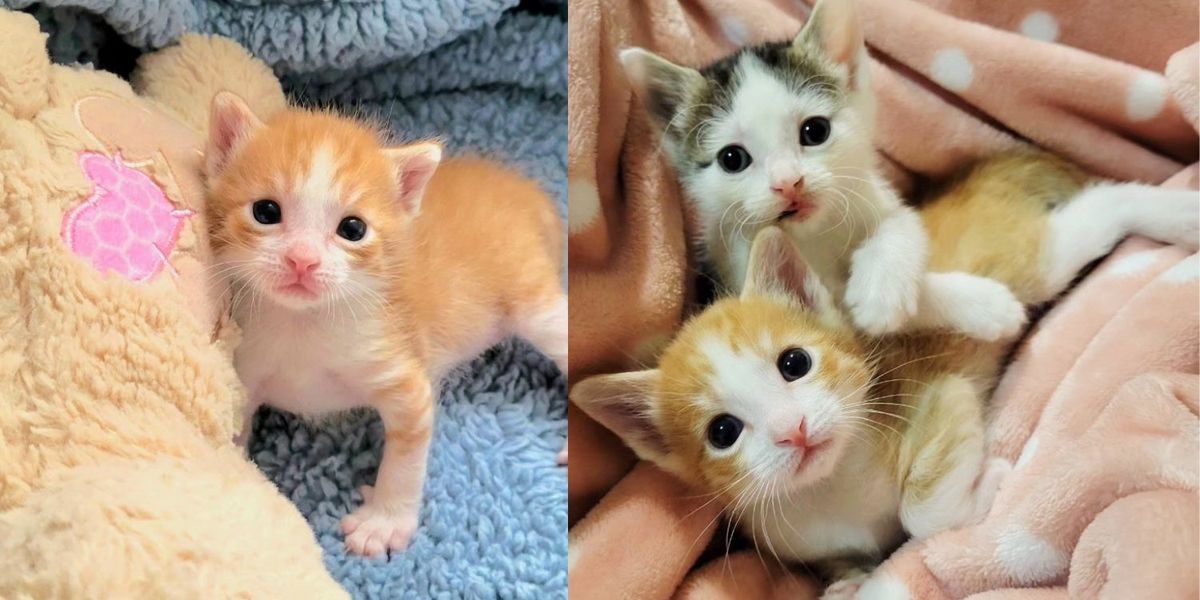 Kitten Gets His Leg Fixed Then Goes on to Find Another Kitten Who Makes ...