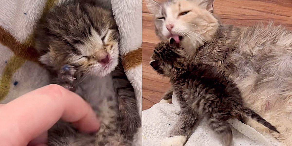 Kitten Crying All Night Outside Finds a New Cat Mom One Day, It Changes ...