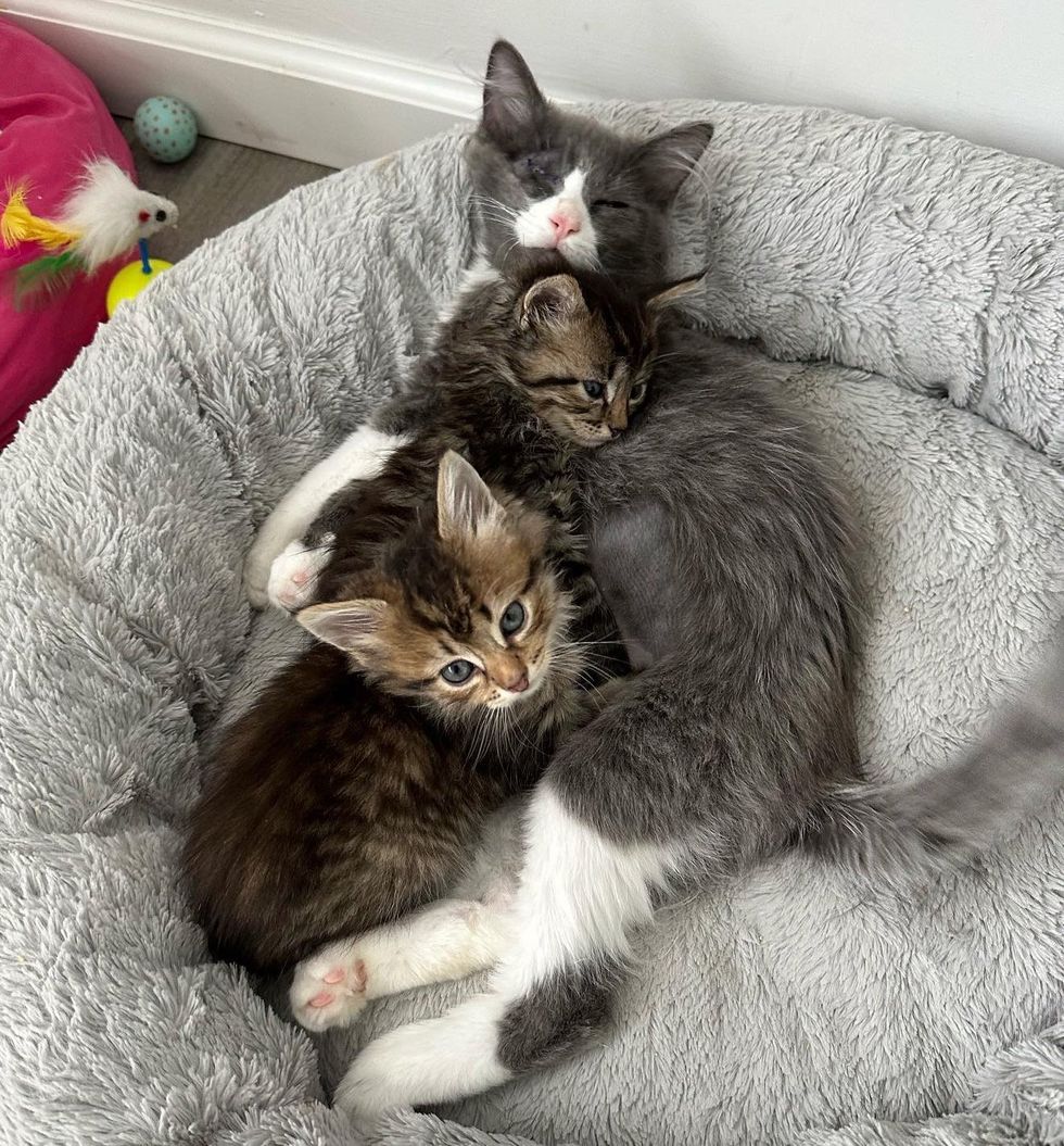 Kitten Purrs Constantly After Being Saved and Starts Helping Other Cats ...