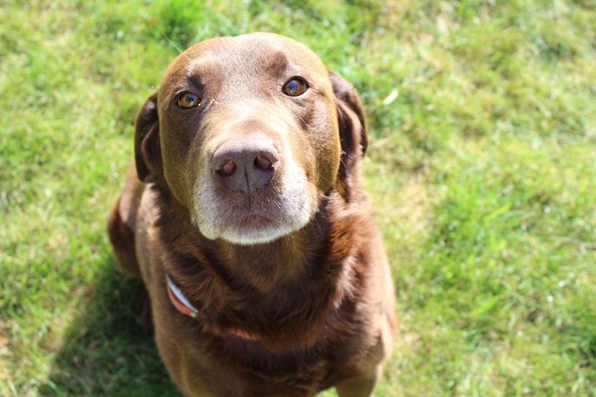 Five Lessons We Can Learn From Dogs