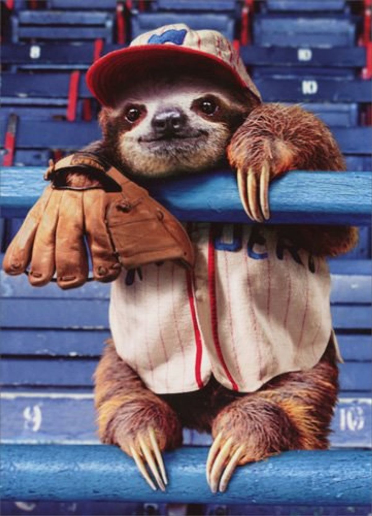 The Life Of A College Athlete, As Told By Sloths