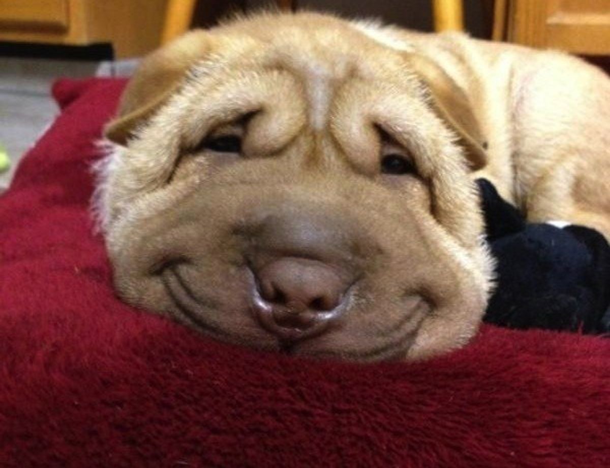 10 Motivational Dog Posters