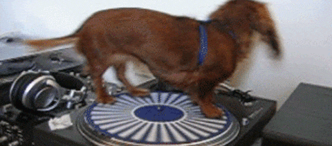 Why Wiener Dogs Are The Best