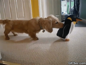 Why Wiener Dogs Are The Best