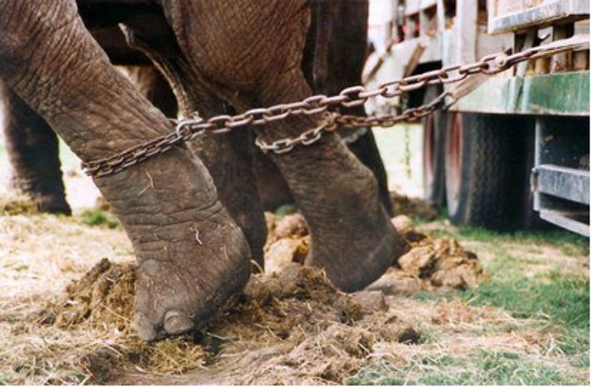 Animals Should Not Be Used For Our Entertainment animals-should-not-be-used-for-our-entertainment