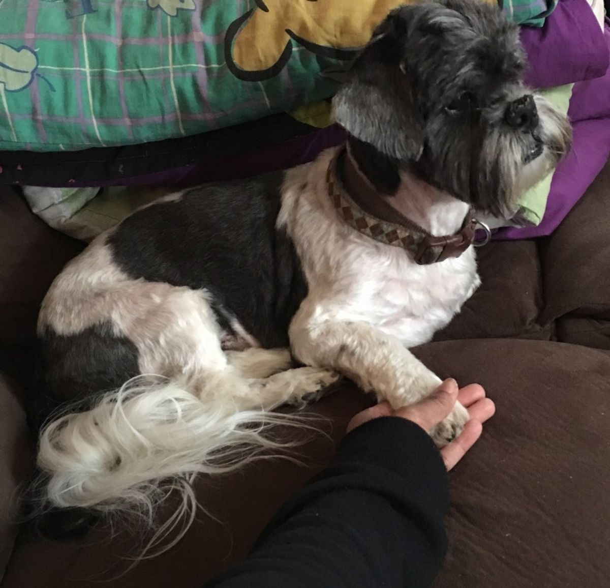 5 Reasons Why We Don't Deserve Dogs