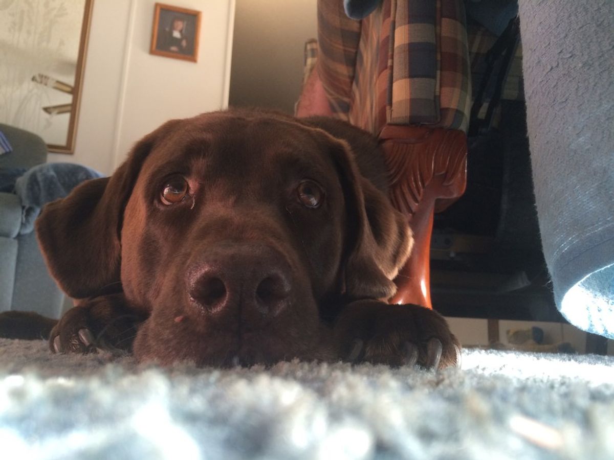 14 Signs You Are Obsessed With Dogs