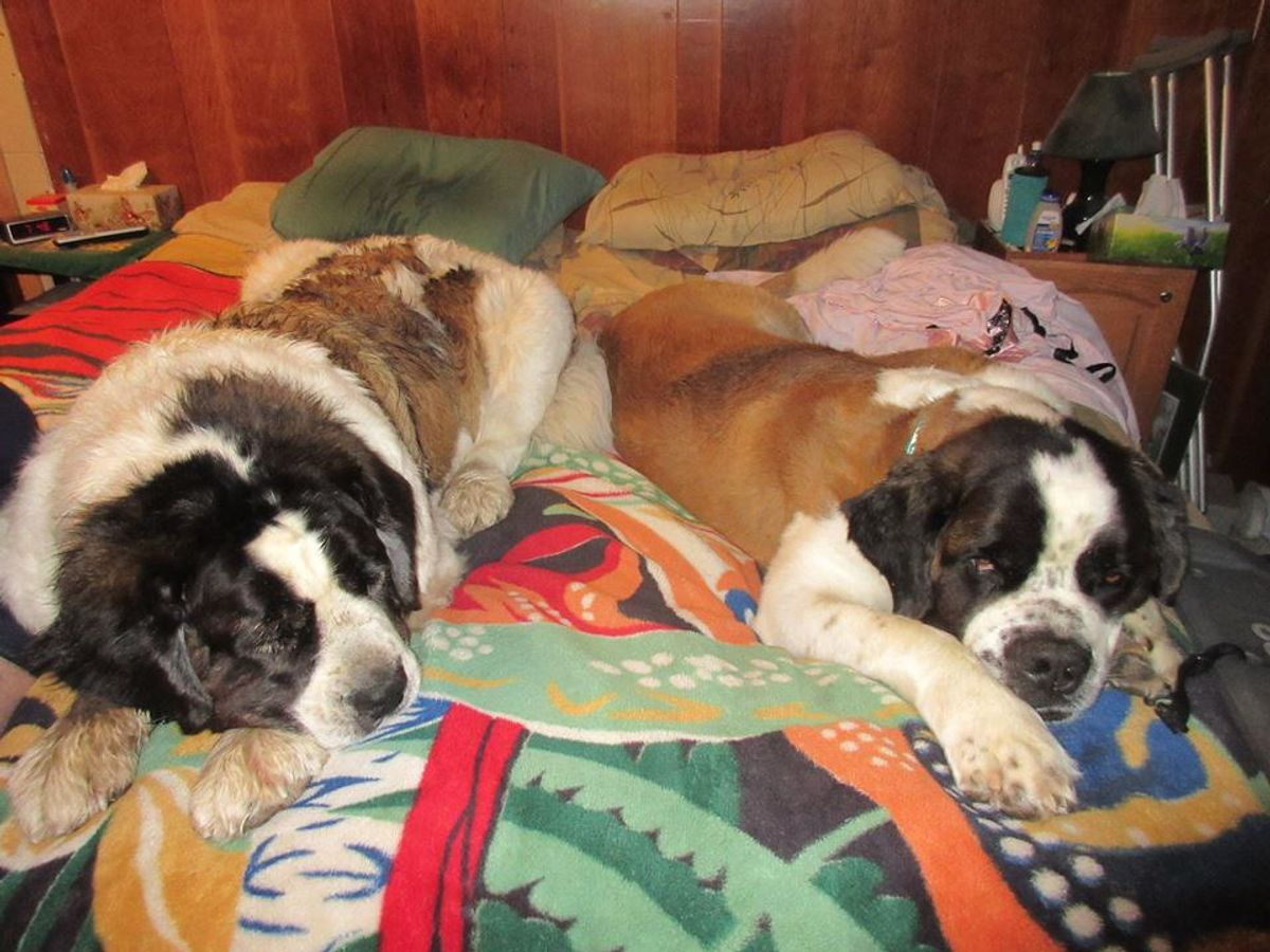 A Brief History Of The Saint Bernard