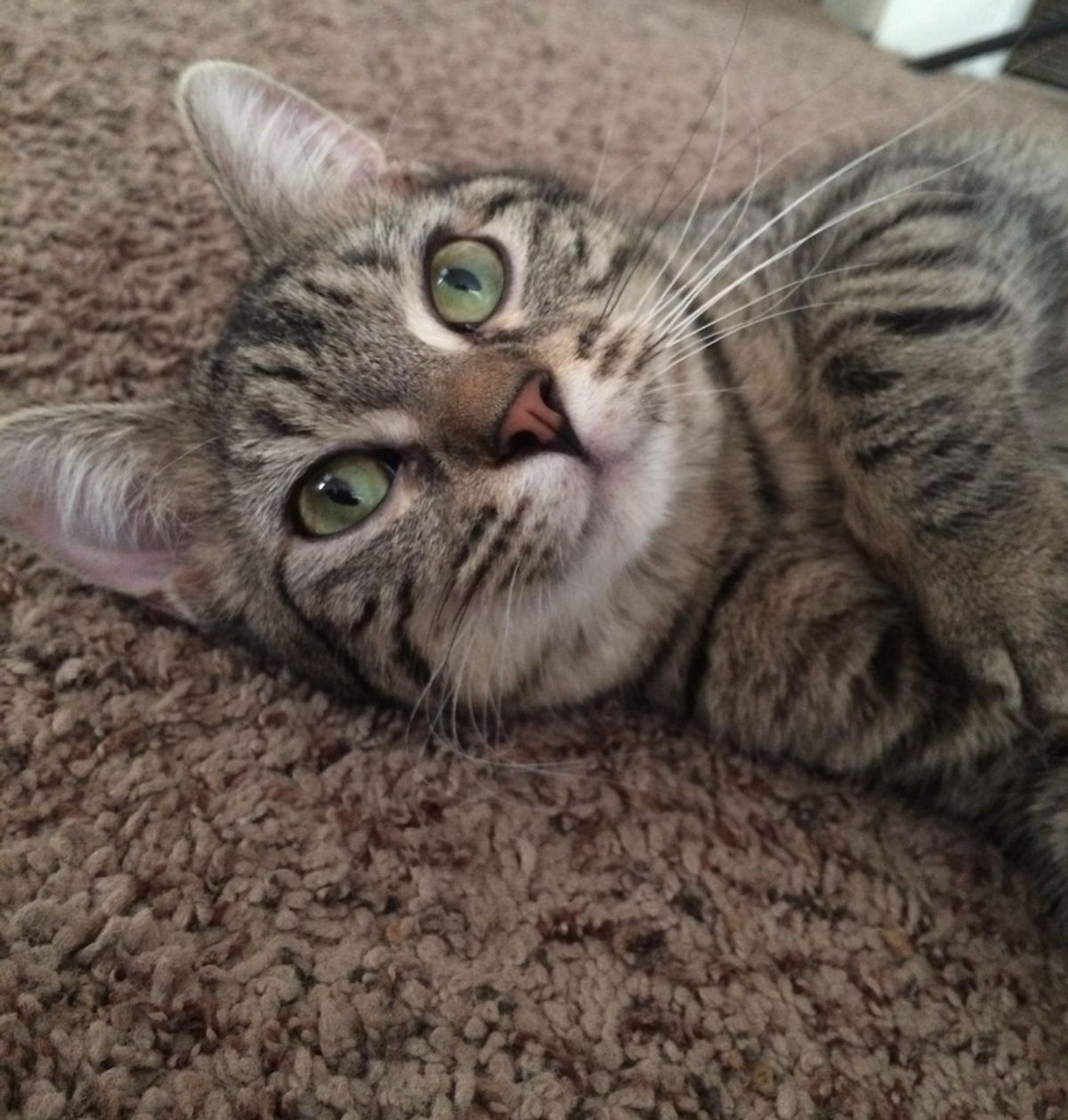 12 Things You Need To Know About Owning A Cat