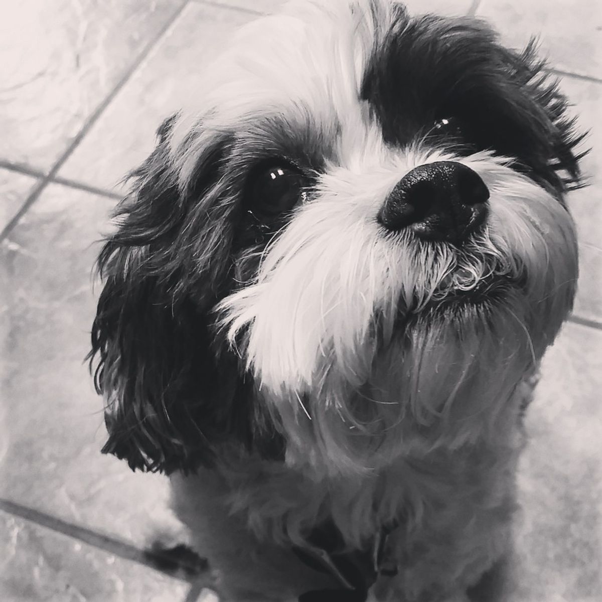 Your Pets Don't Abandon You, Why Should You Abandon Them? Your Pets Don't Abandon You, Why Should You Abandon Them?