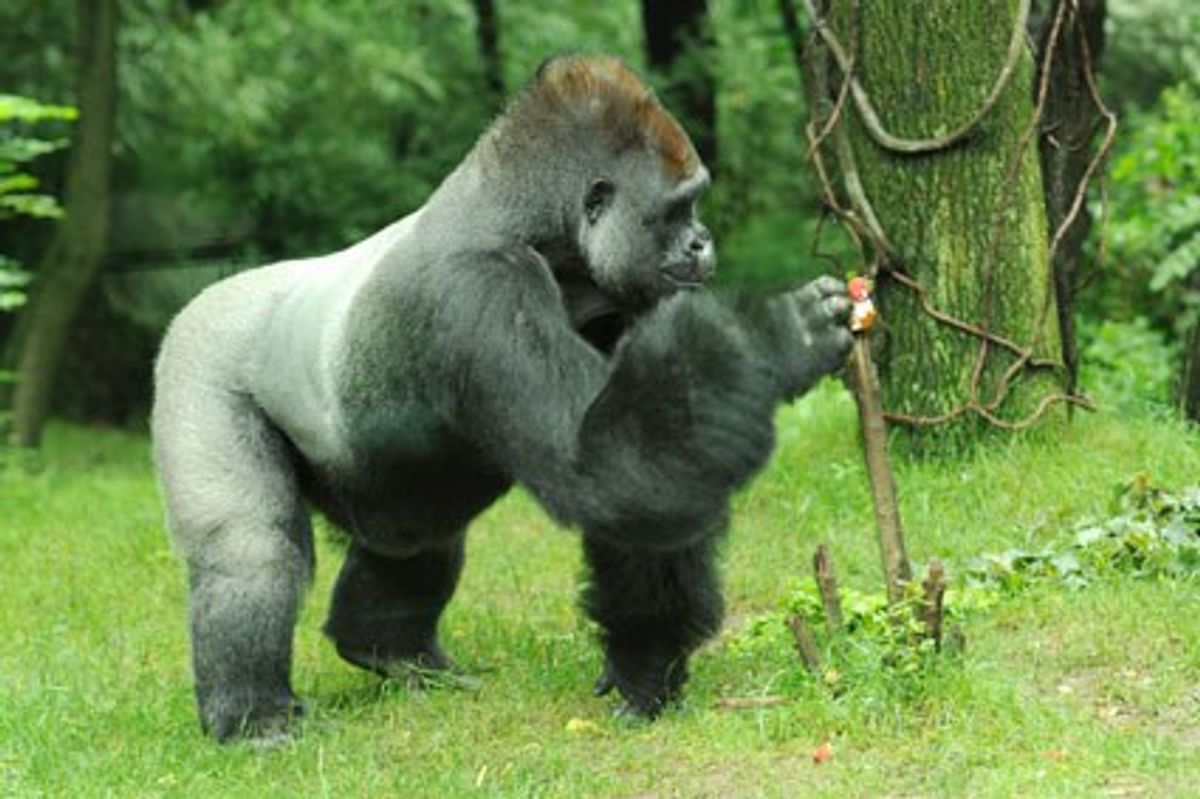 Monkey In The Middle