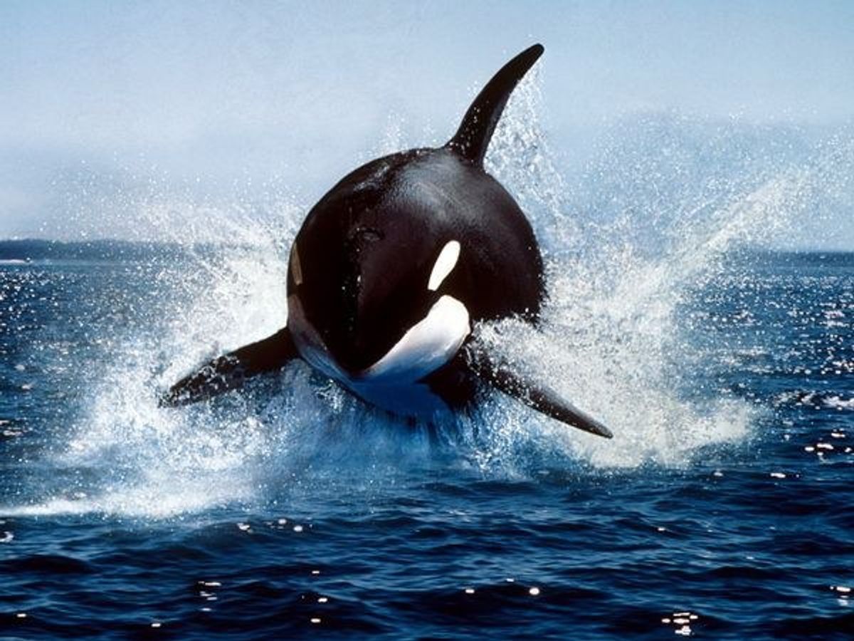 5 Reasons Why SeaWorld Should Release Their Captive Orcas Back Into The ...