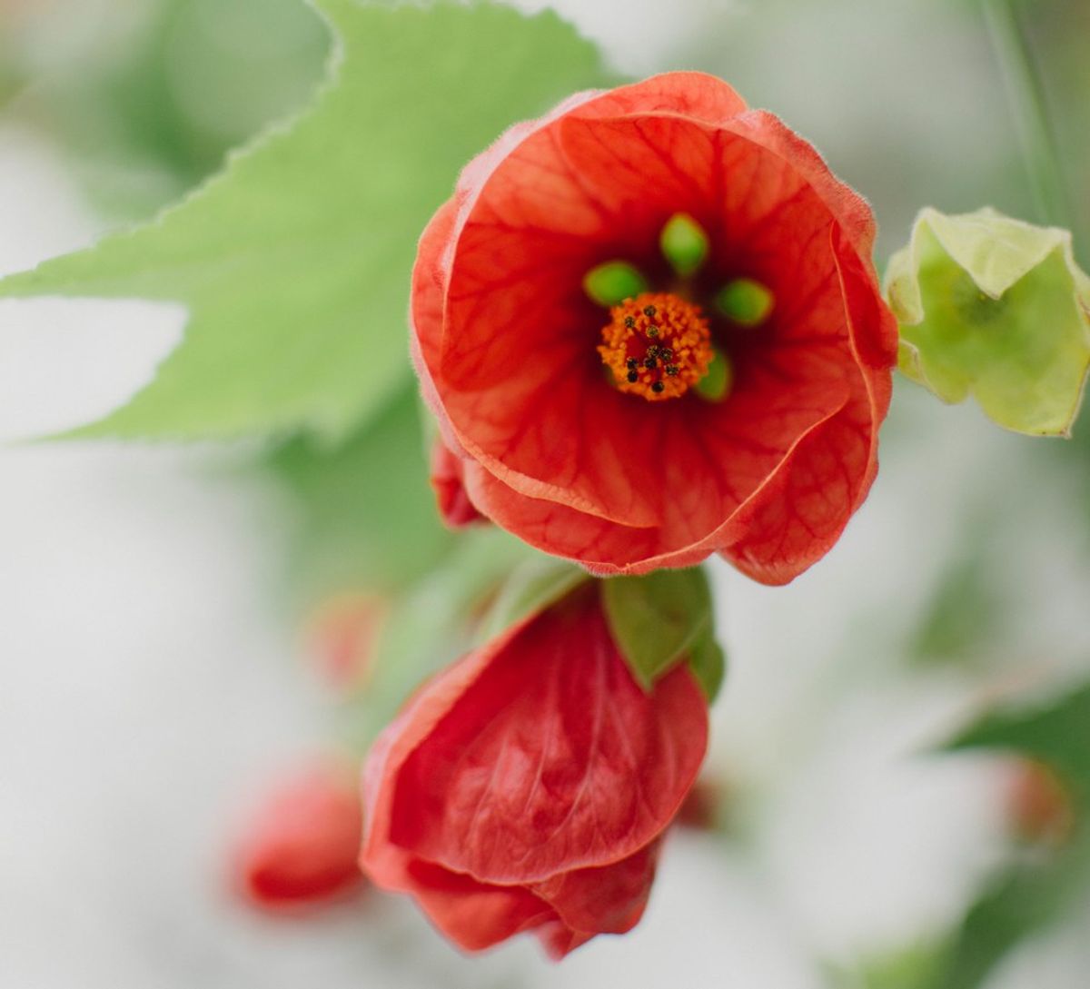 Topics In Machine Learning Deep Learning And Image Classification Topics In Machine Learning Deep Learning And Image Classification