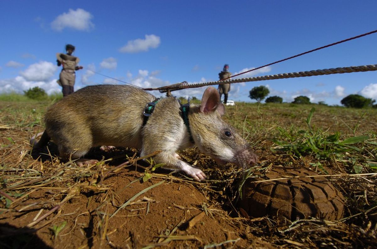 Landmine-Detecting "Hero Rats" Are Here To Save The Day!