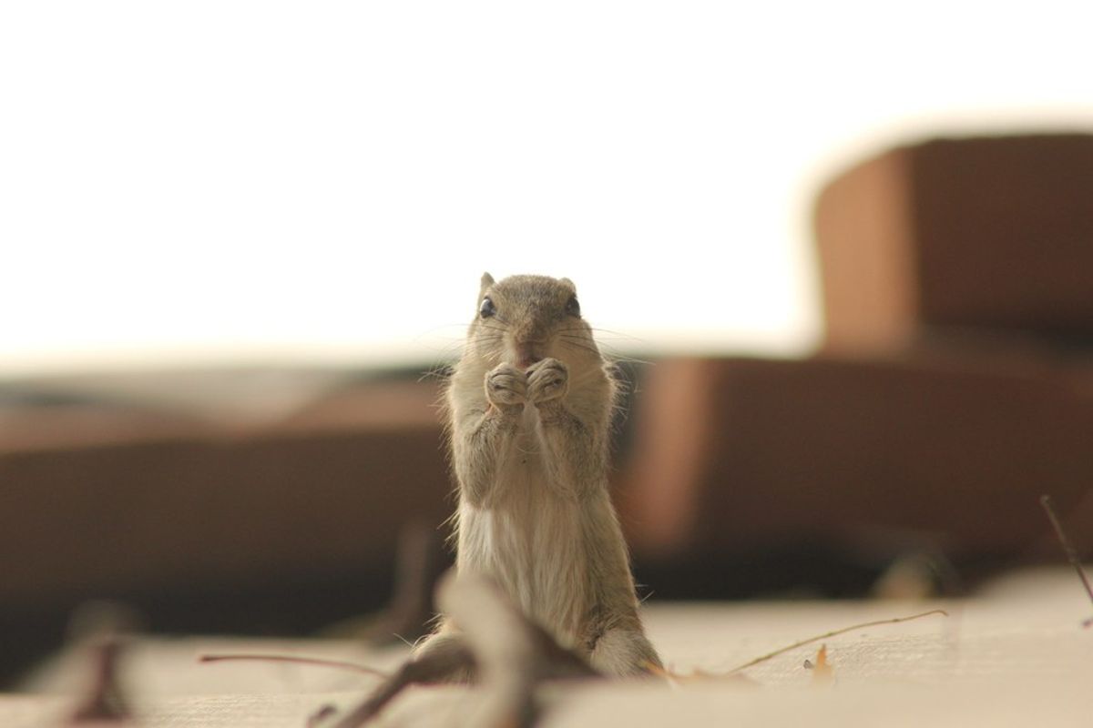 11 Underrated Cute Animals To Help You Get Through The First Week Of ...