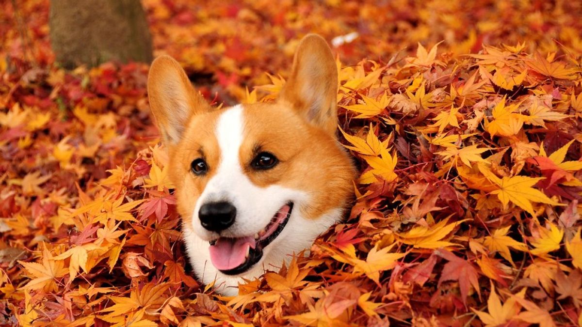 5 Reasons We're All Excited For Fall