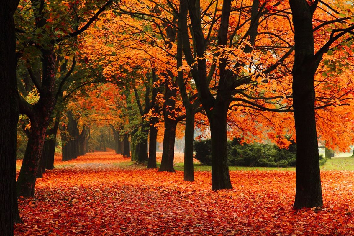 The 11 Best Things About Fall The 11 Best Things About Fall