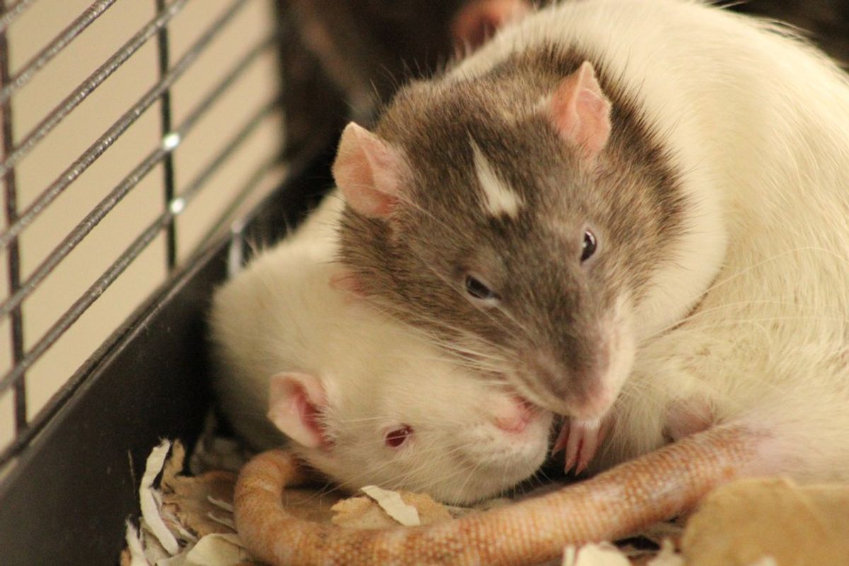 10 Reasons Why Pet Rats Are The Perfect Pet For A College Student 10 Reasons Why Pet Rats Are The Perfect Pet For A College Student