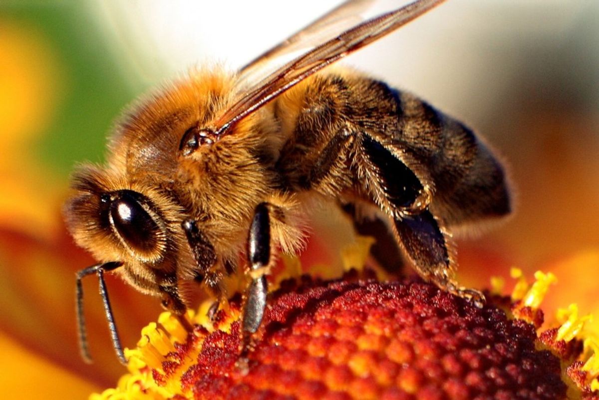 SCAD Mascot Put on Endangered Species List: Bees’ Creative Influence on ...