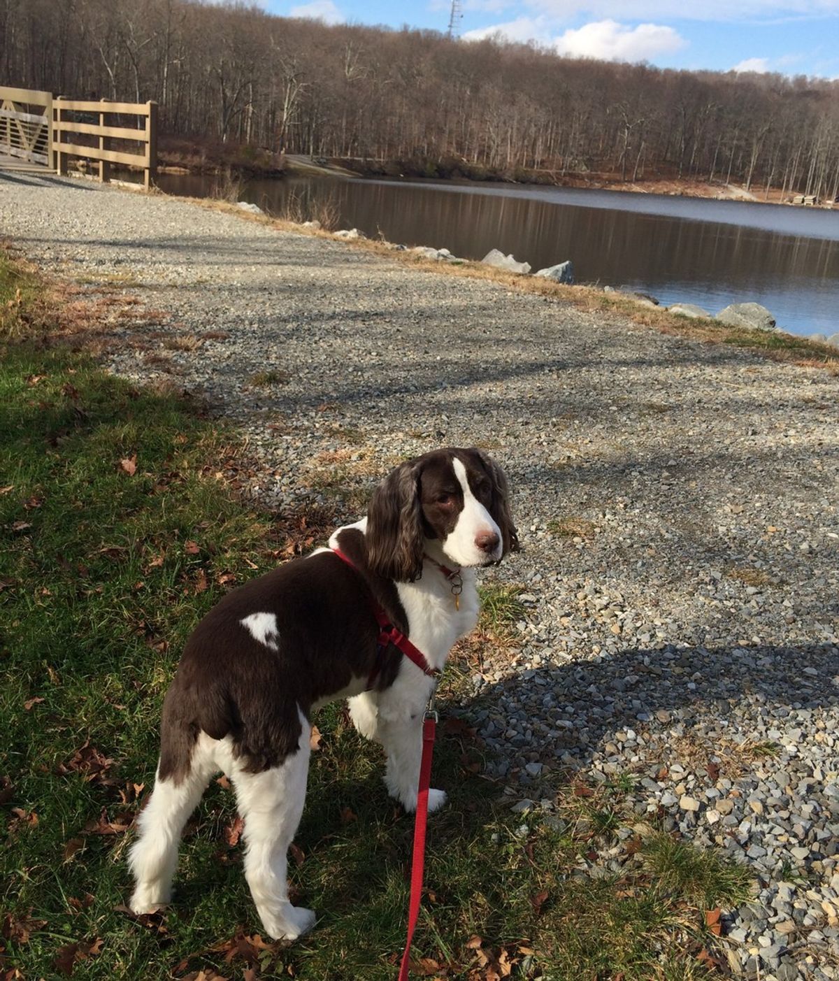 Living With A Bipolar Dog