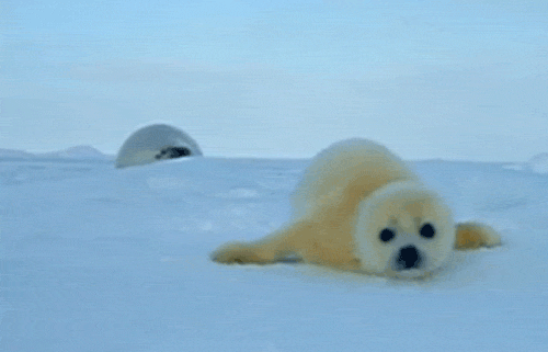 19 Baby Animal Gifs To Help You Chill Out