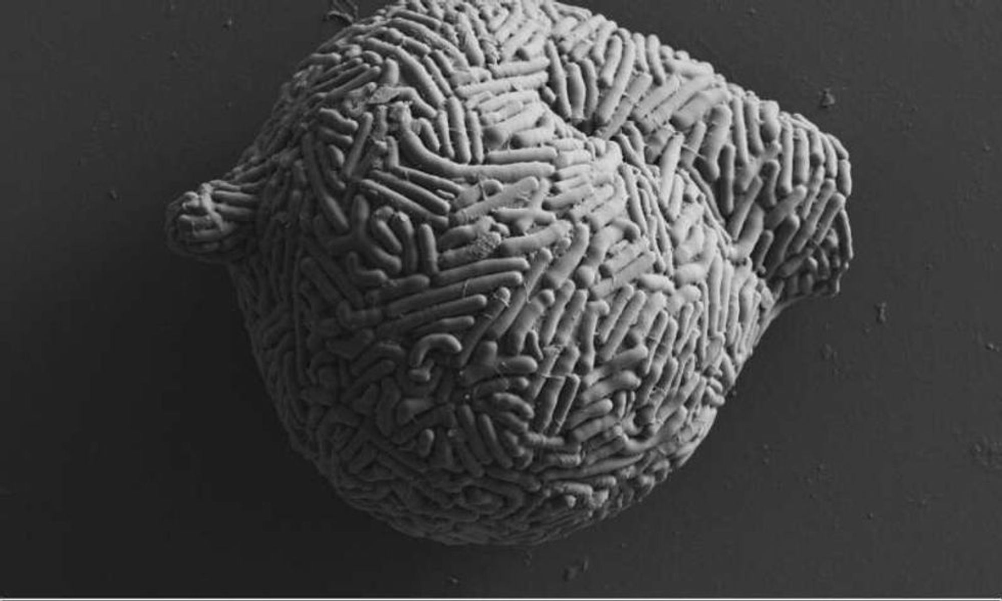 ‘Micro snails’ we scraped from sidewalk cracks help unlock details of ...