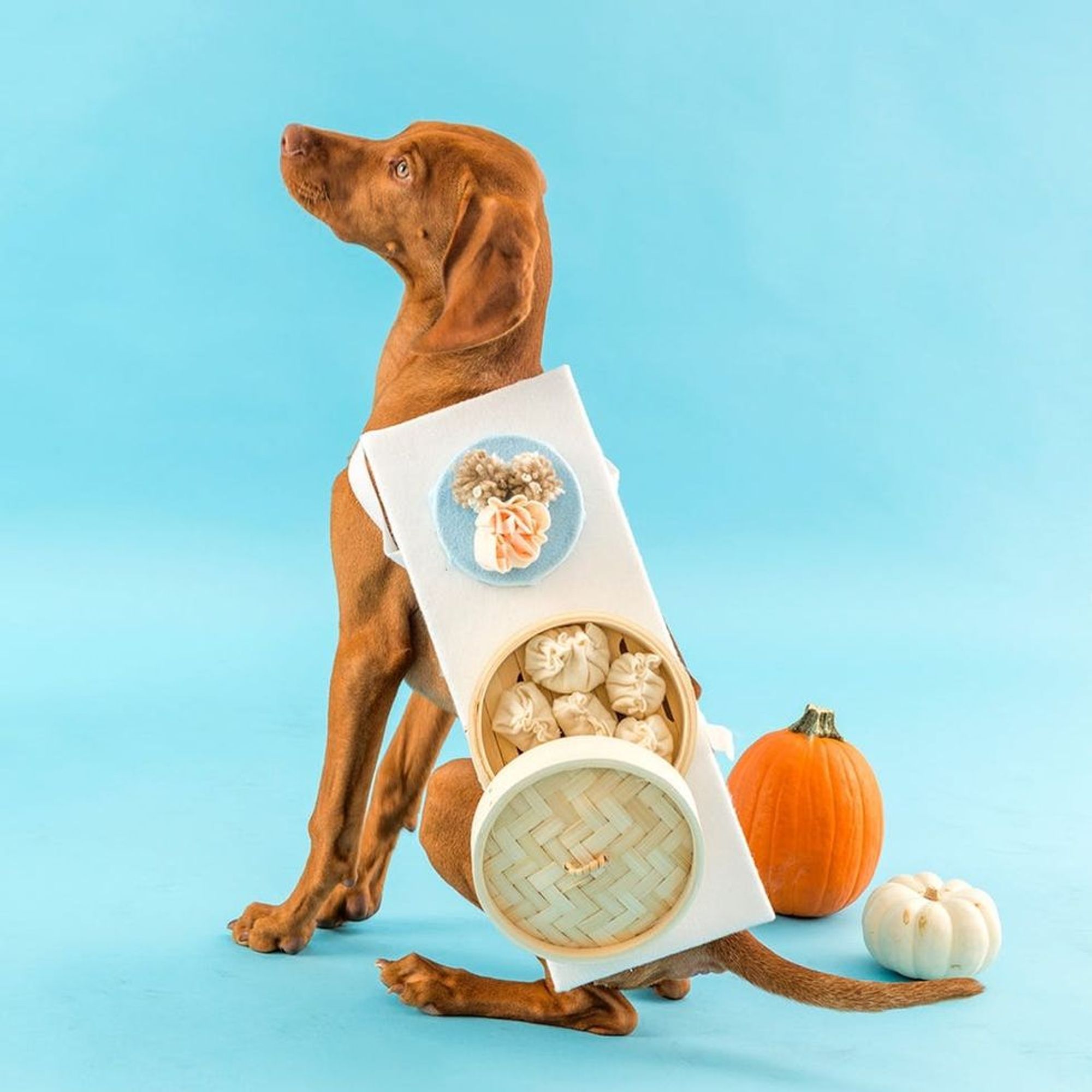 Dress Your Puppy in This Dim Sum Dog Costume for Halloween - Brit + Co