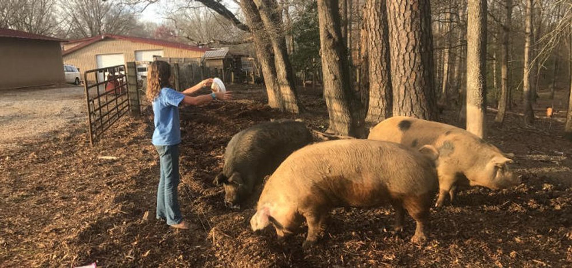 pasture organic outdoor hog pig farming sustainable - The Daily Climate