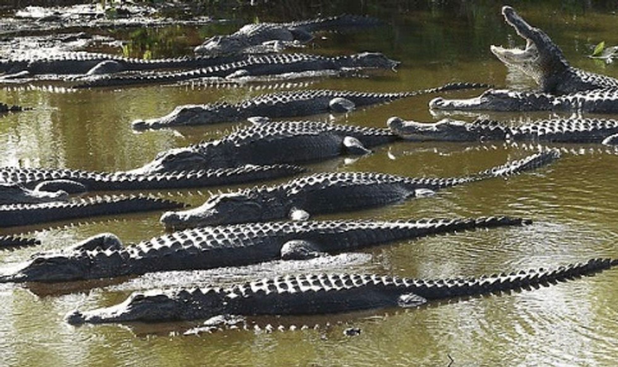 Shoot Migrants’ Legs, Build Alligator Moat: Behind Trump’s Ideas for ...